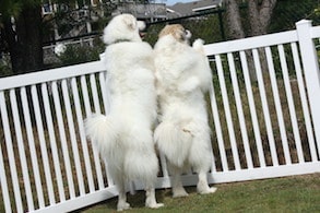 Breed Basics - National Great Pyrenees Rescue