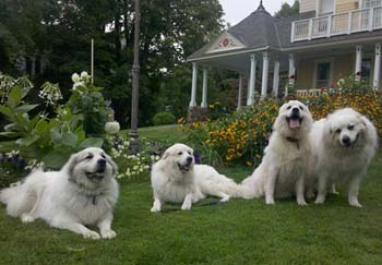 Adoption Application - National Great Pyrenees Rescue