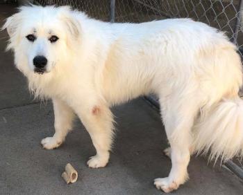 Back To Basics - National Great Pyrenees Rescue