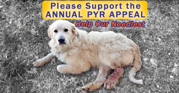 Home - National Great Pyrenees Rescue