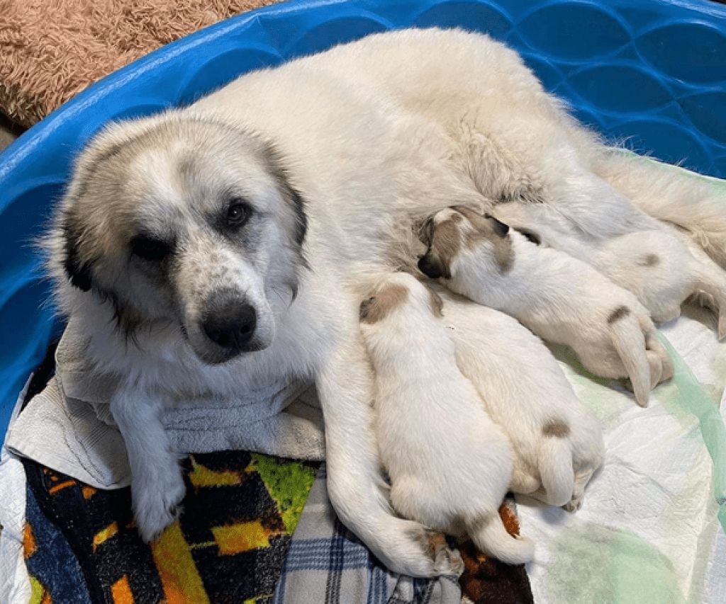 Year in Review - National Great Pyrenees Rescue