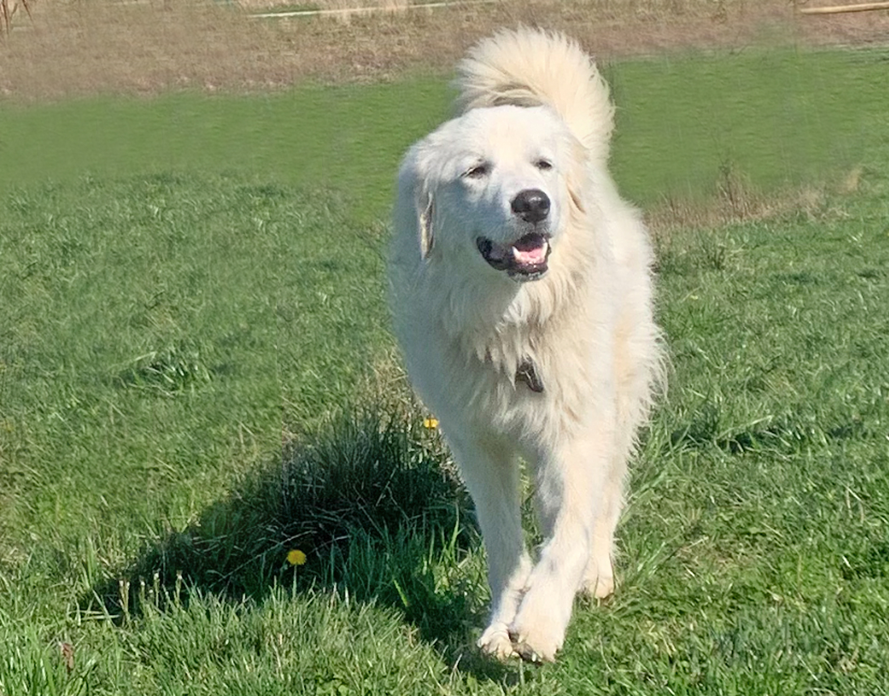 Why Do Dogs Eat Grass? - National Great Pyrenees Rescue