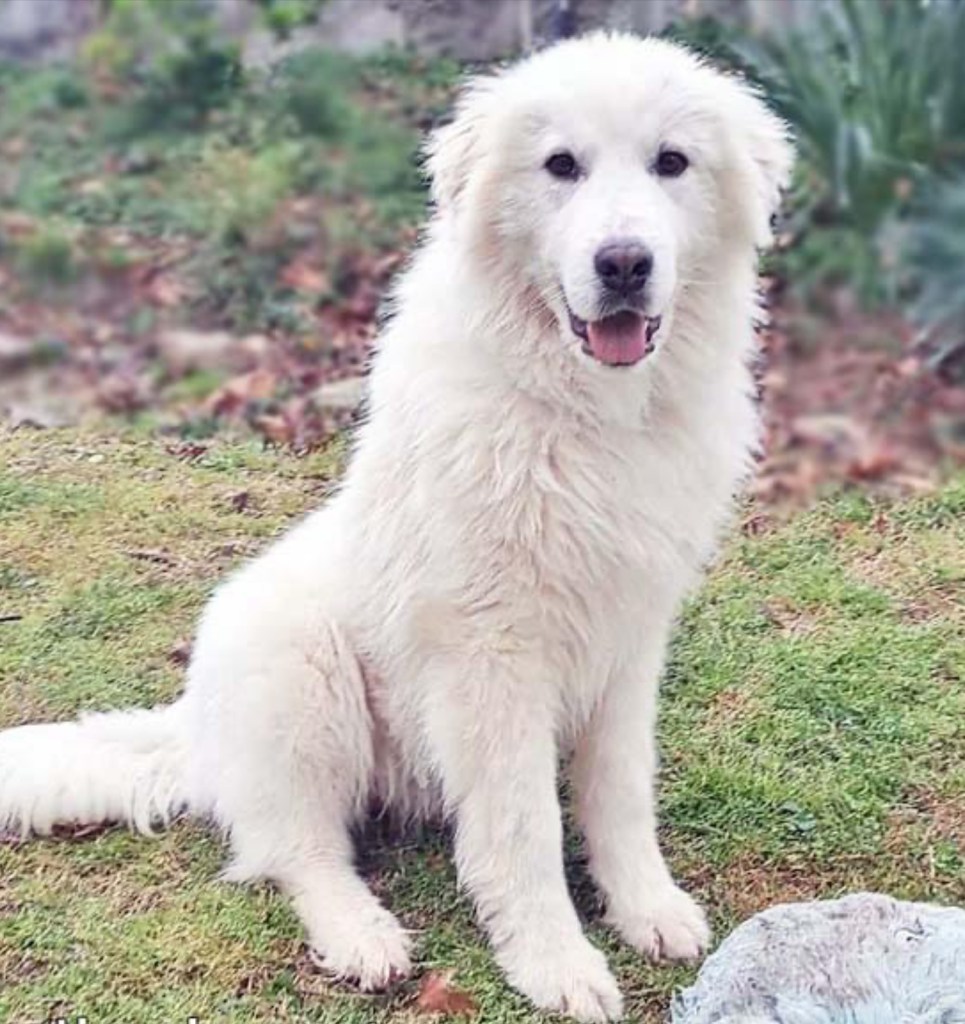 Adoptable Dogs - National Great Pyrenees Rescue