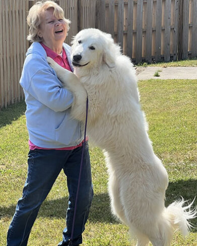 How to Stop Your Dog From Jumping on People - National Great Pyrenees ...