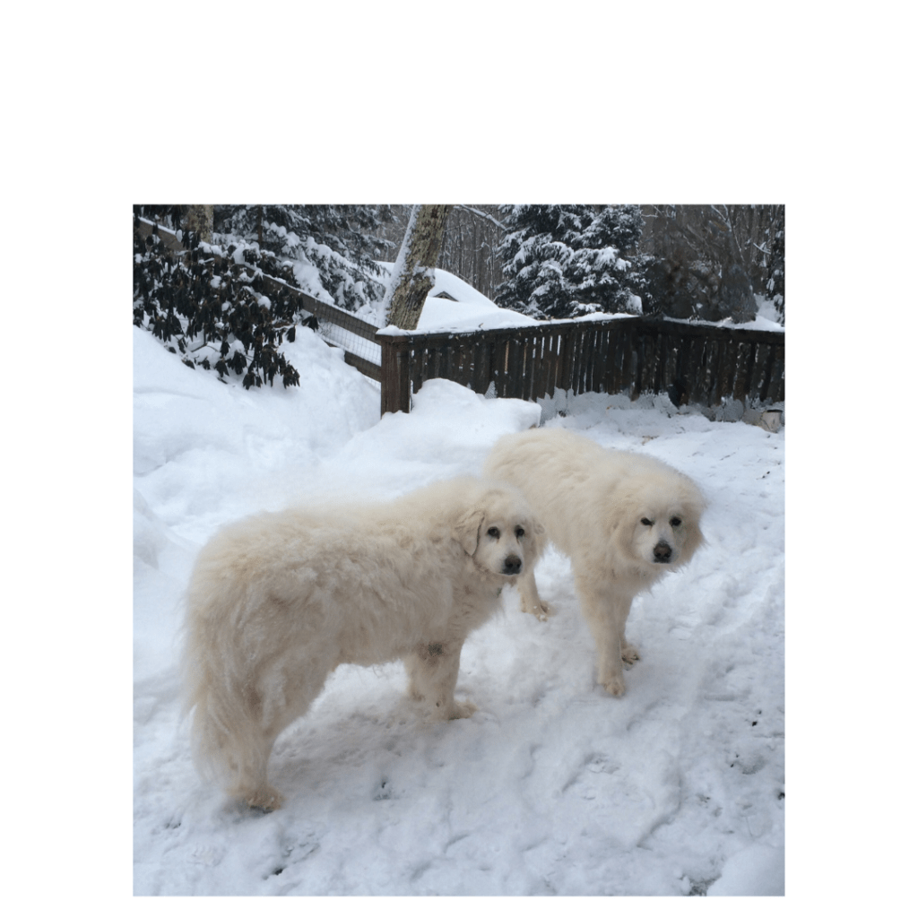 Five Things to Do When a Neighbor Complains About Dog Barking ...