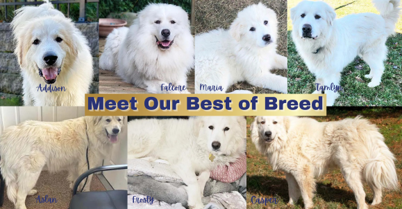 Home - National Great Pyrenees Rescue