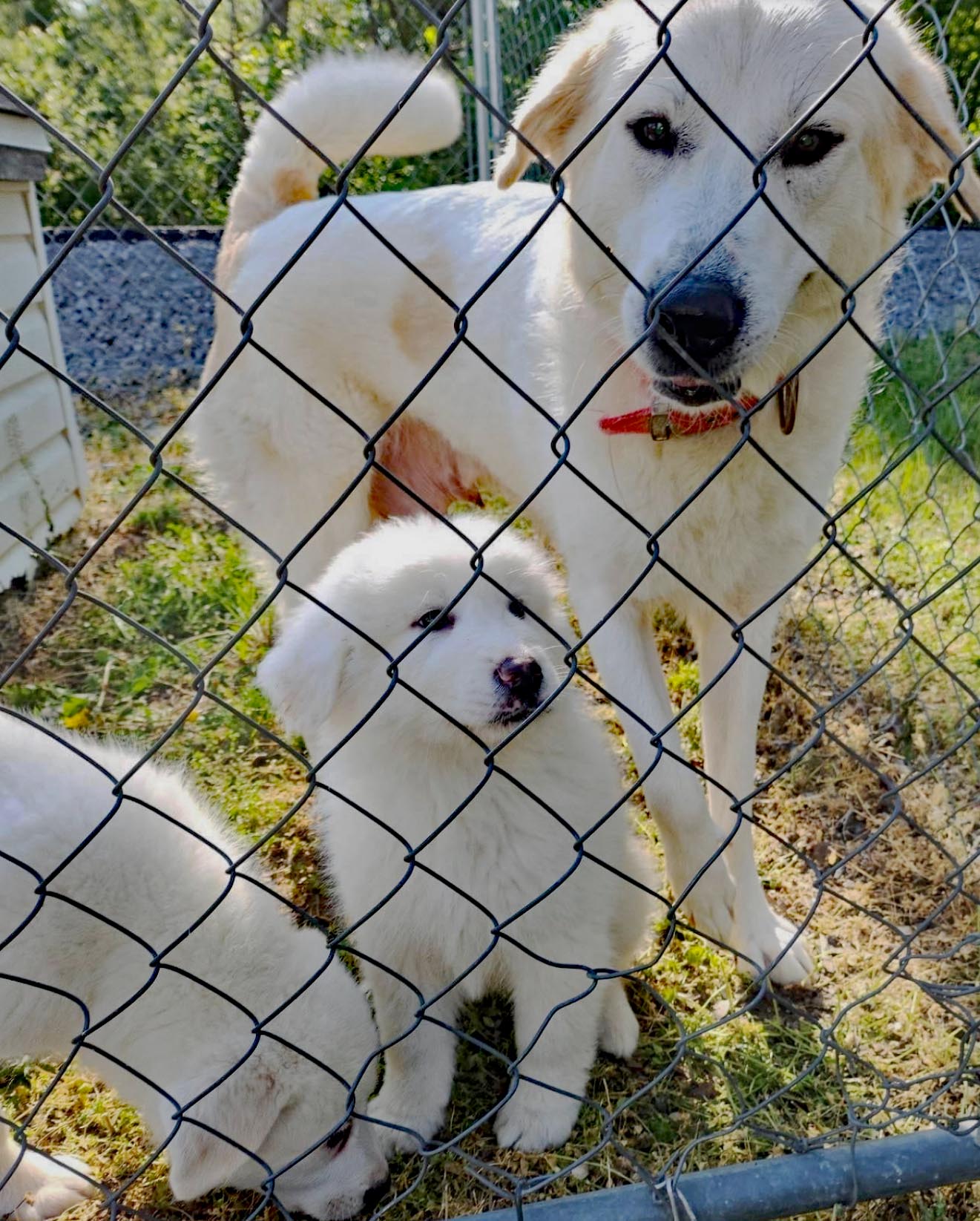 Fencing - National Great Pyrenees Rescue