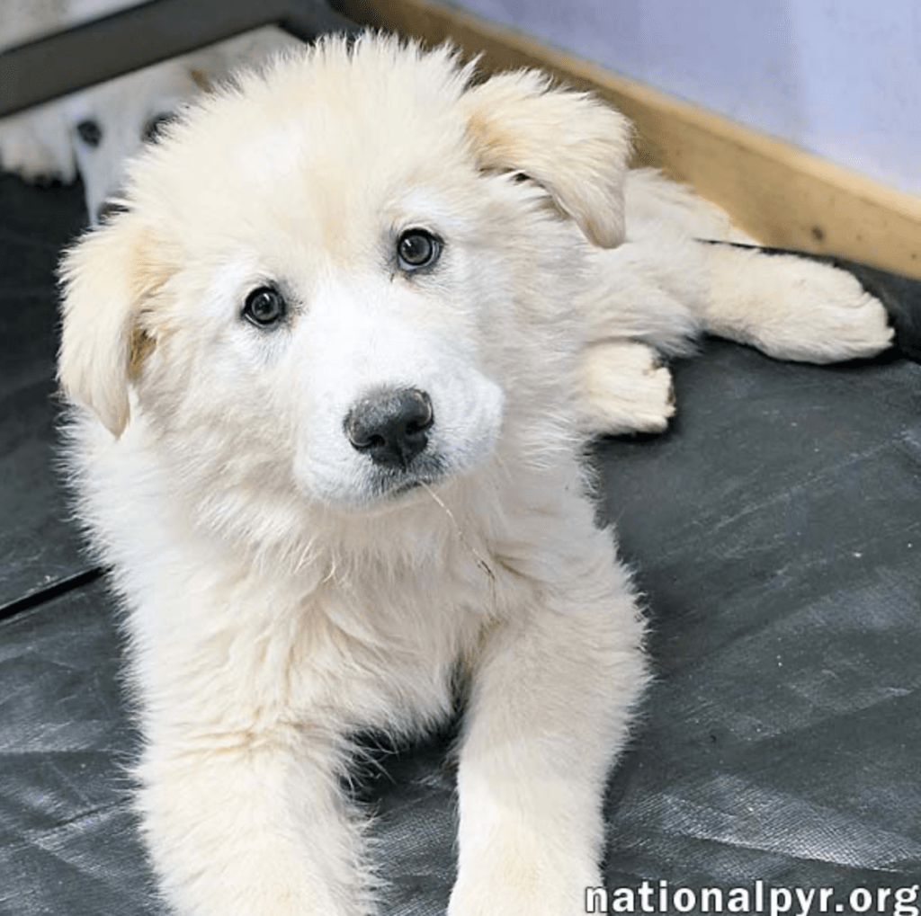 Adoptable Puppies - National Great Pyrenees Rescue