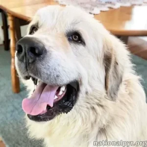 Adoptable Dogs - National Great Pyrenees Rescue