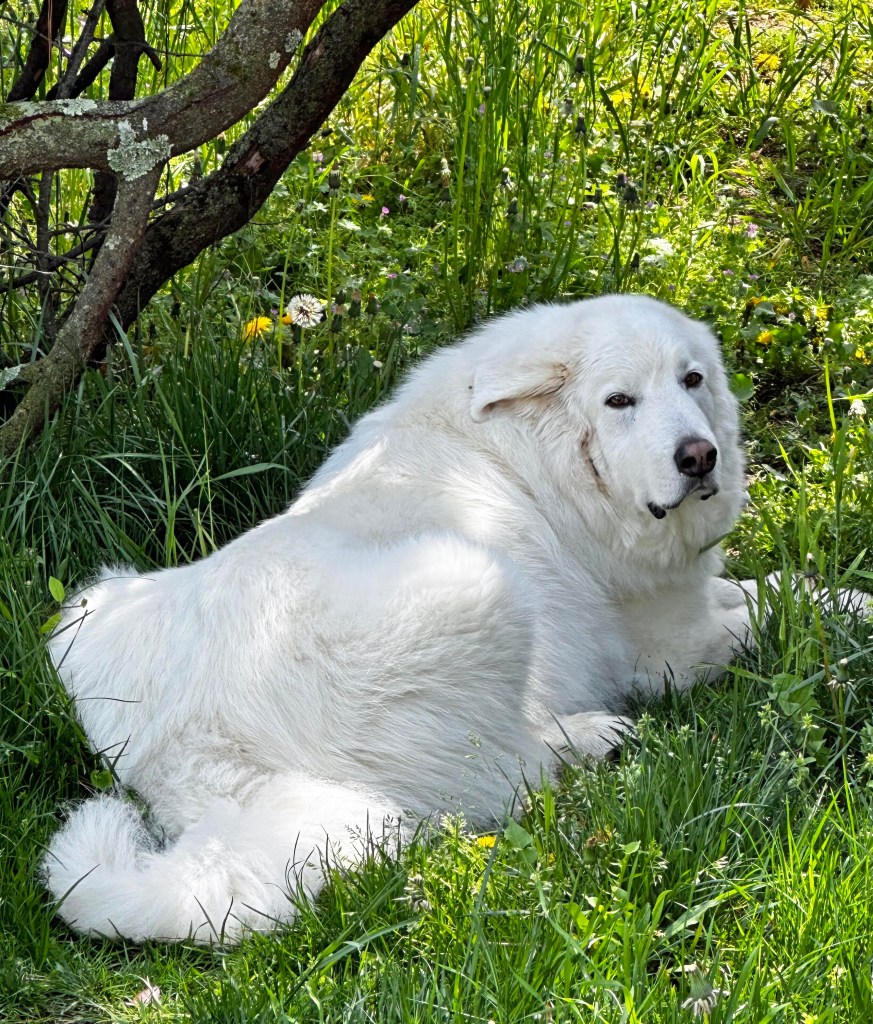 A Pyr for Me? - National Great Pyrenees Rescue